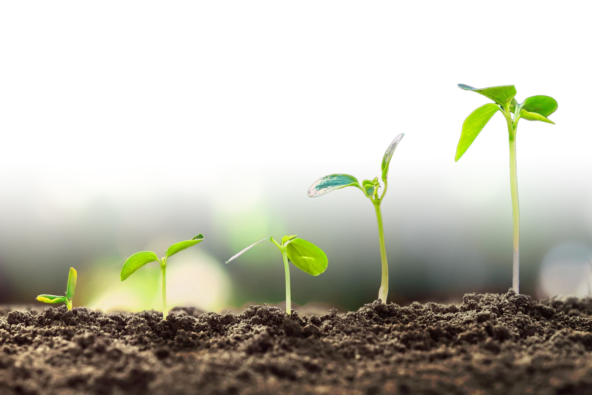 Sowing the Season: Fall Planting begins | The Desert Insider